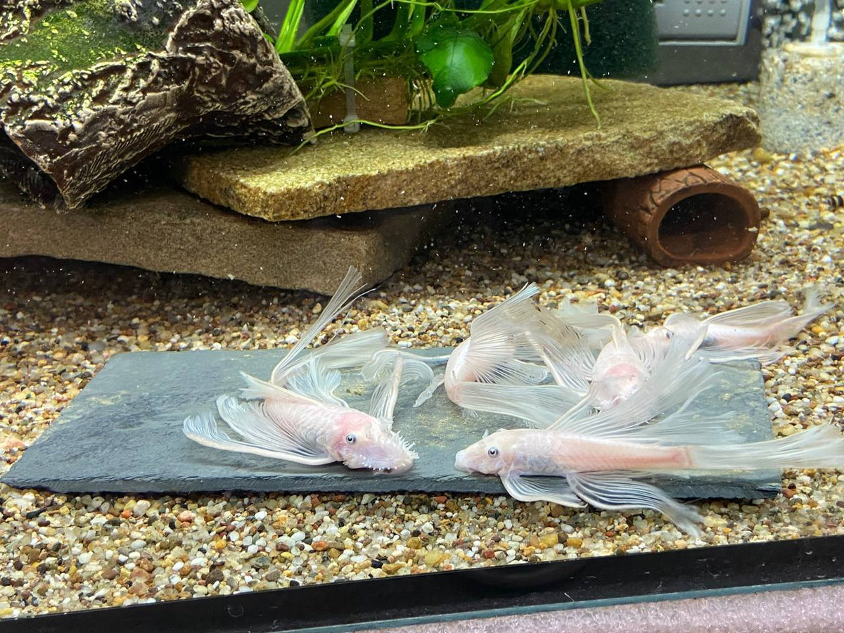 Navigating the Complexities of Feeding Plecos – Plecoceramics