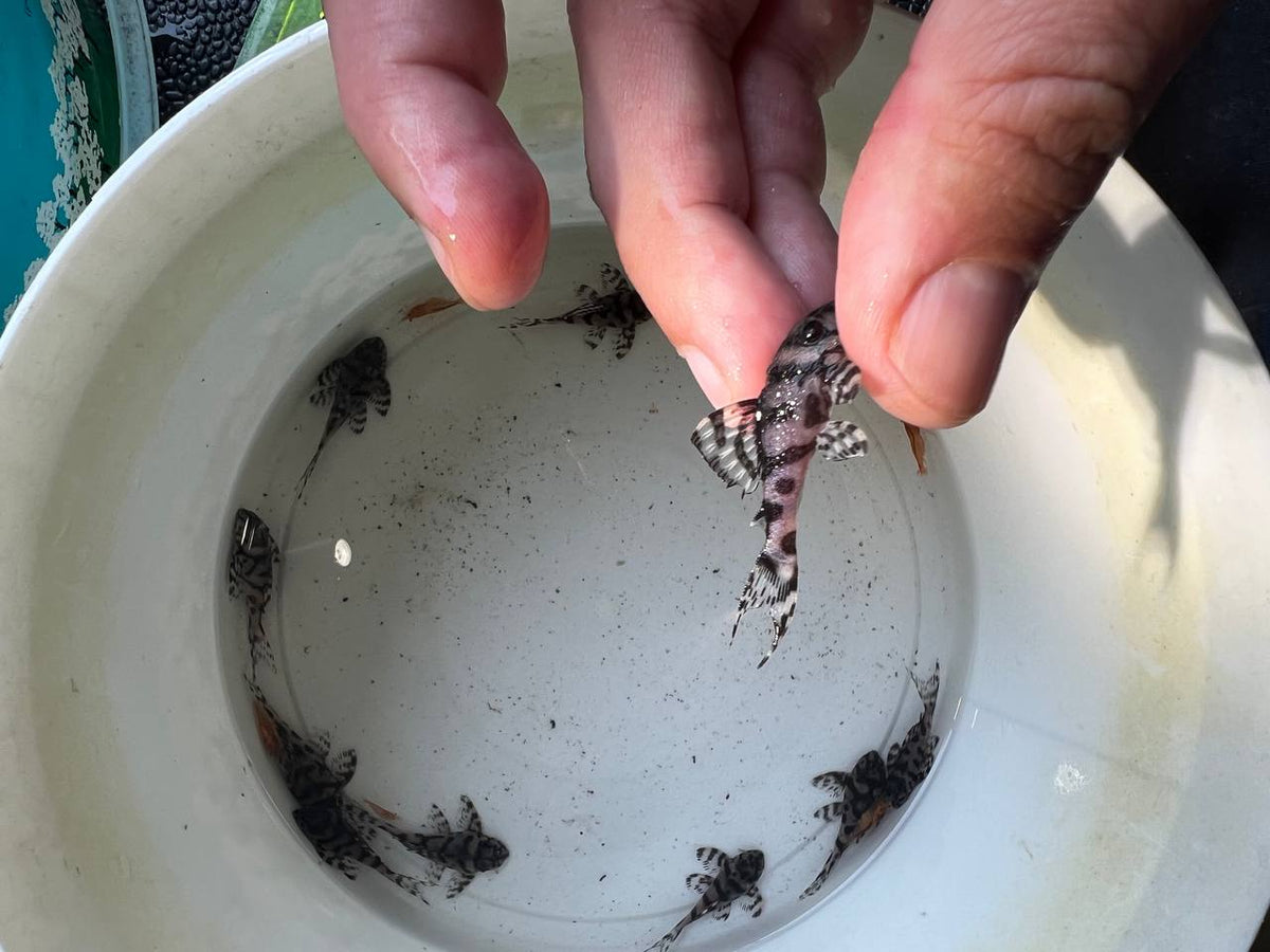 Plecoceramics Hypancistrus L236 SW Super White – Pleco ceramics